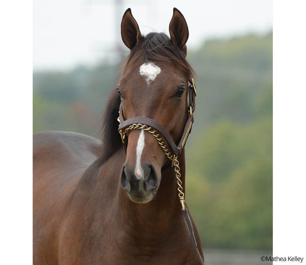 Allegiant Thoroughbred Racing Partnership - Centennial Farms