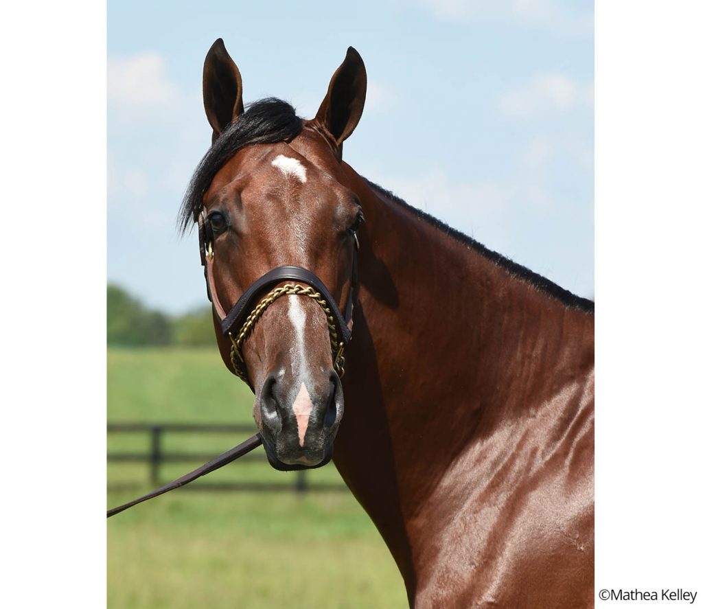 Allegiant Thoroughbred Racing Partnership - Centennial Farms