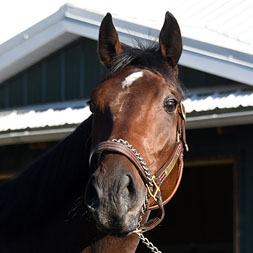 Stable Roster - Centennial Farms
